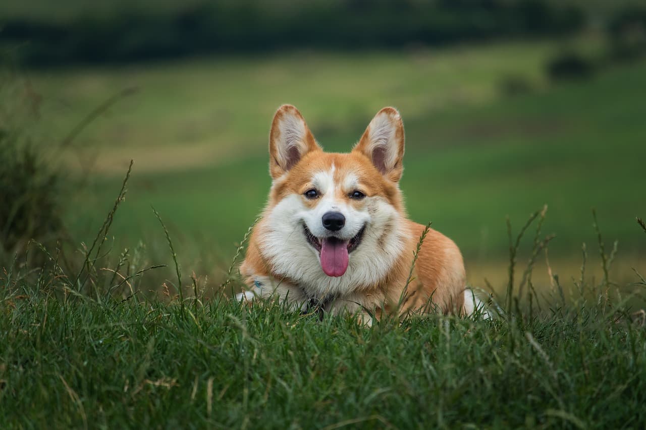 Understanding the Components of a CBD Starter Kit for Dogs - Penniless ...