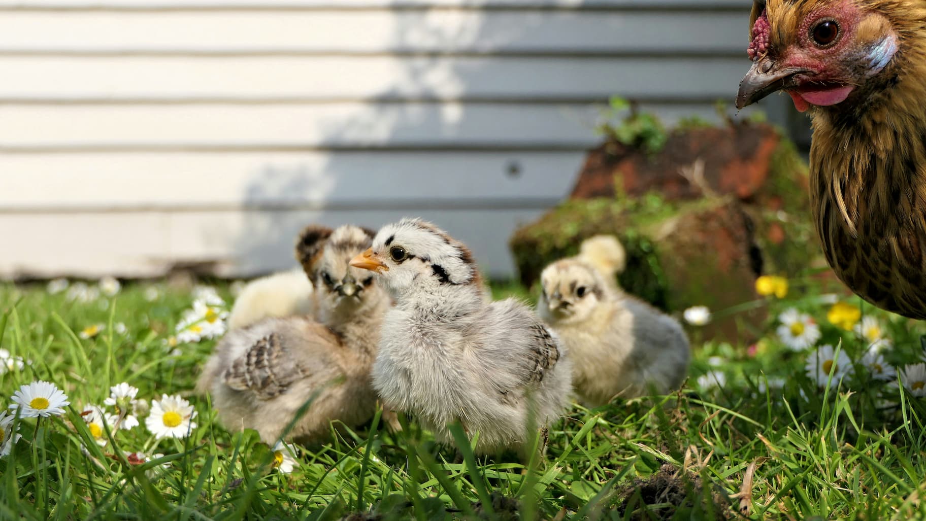 The Do’s and Don’ts of Backyard Flock Housing – Penniless Parenting
